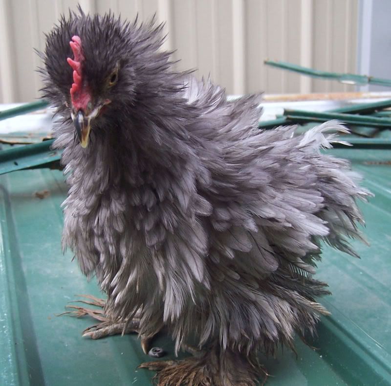 12+ frizzle cochin, showgirl and silkie hatching eggs $10.00 | BackYard Chickens - Learn How to ...