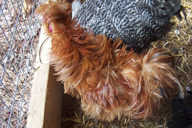 12+ eggs, 6 blue cochin Frizzles, 2-Light Brahma, 5-SLW +++extra | BackYard Chickens - Learn How ...