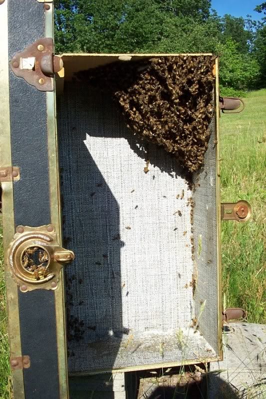 swarm trap locations | Beesource Beekeeping Forums
