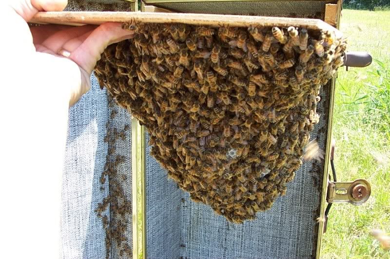 swarm trap locations | Beesource Beekeeping Forums