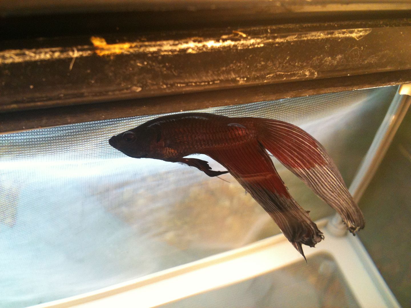 Fin Rot over night? :( | Aquarium Forum