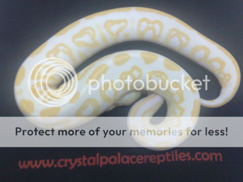 Swag from CPR | Reptile Forums