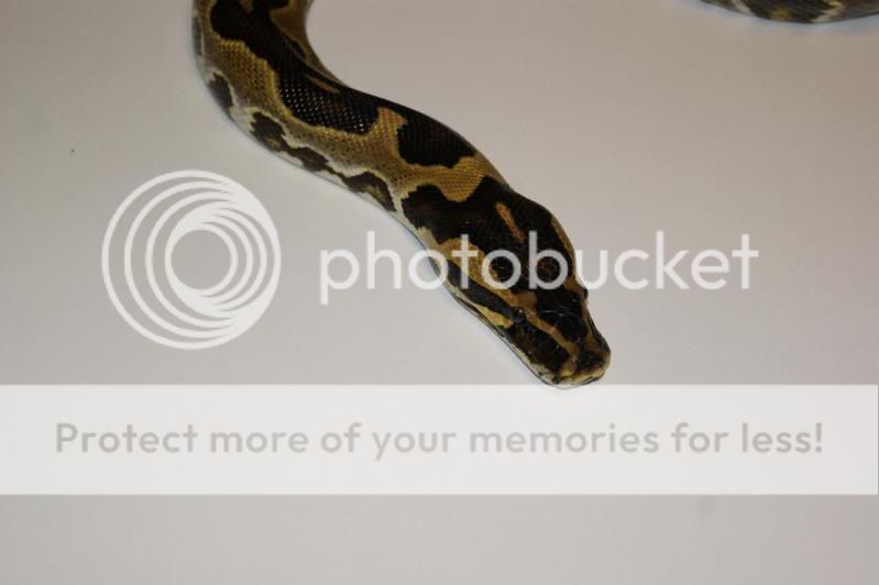 Burmball pics! | Reptile Forums