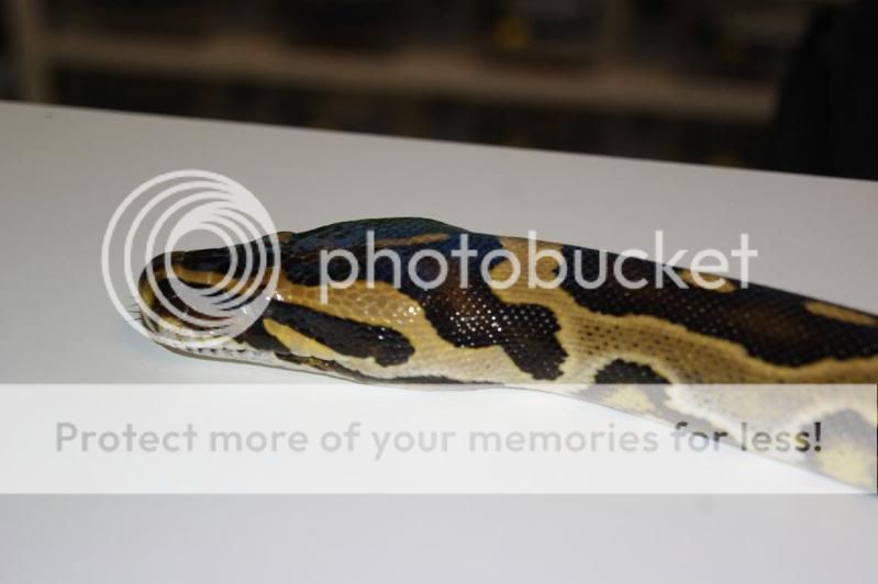 Burmball pics! | Reptile Forums