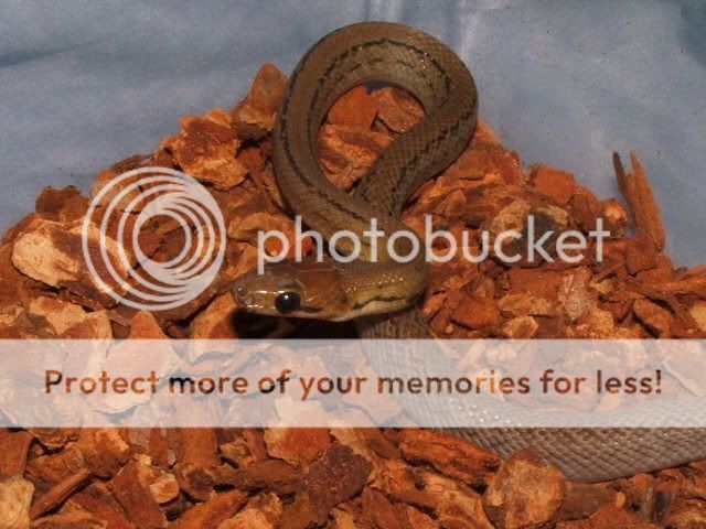 Timor rat snakes | Reptile Forums