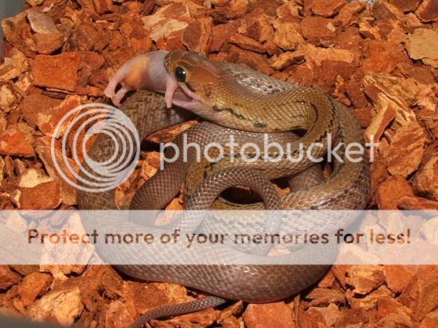 Timor rat snakes | Reptile Forums