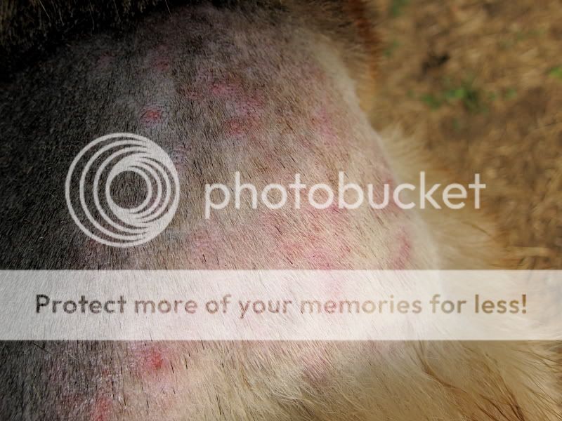 Hot spot or flee bites? Pics included. | German Shepherds Forum