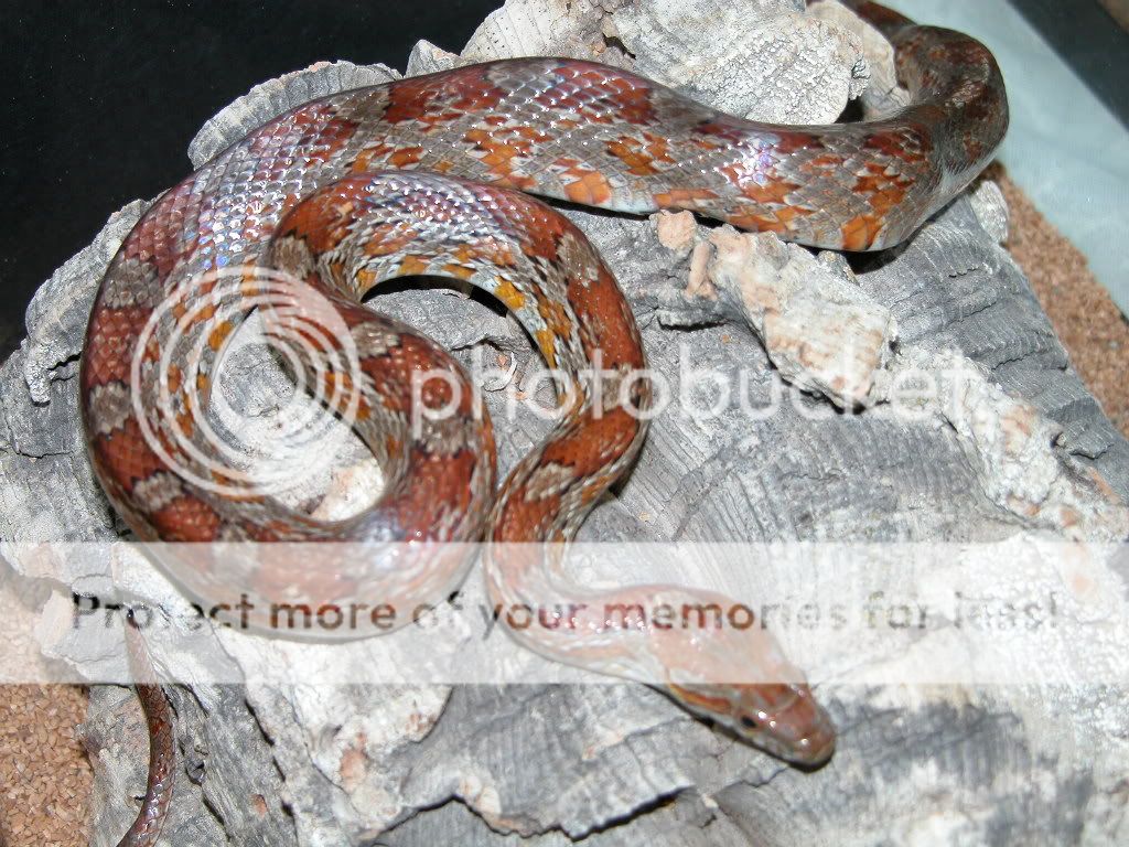 Corn Snake Care Sheet - Spiders, Snakes, and Scales!